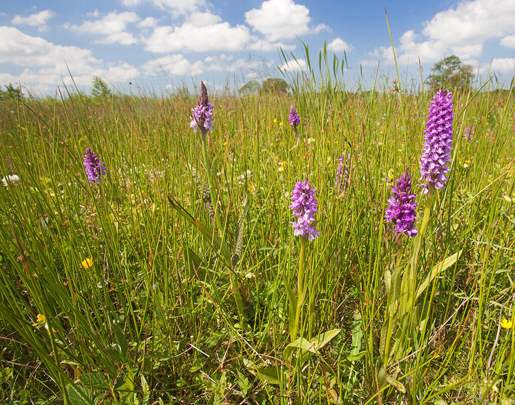 Kerngegevens biodiversiteit, op één plek samengebracht | Het Nationaal ...
